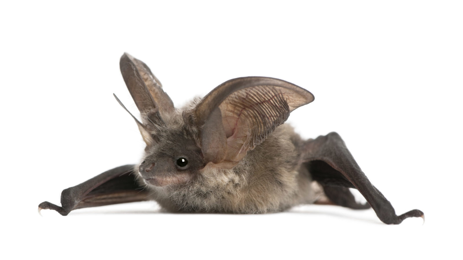 The Impact of Reclassifying the Northern Long-Eared Bat on Home ...