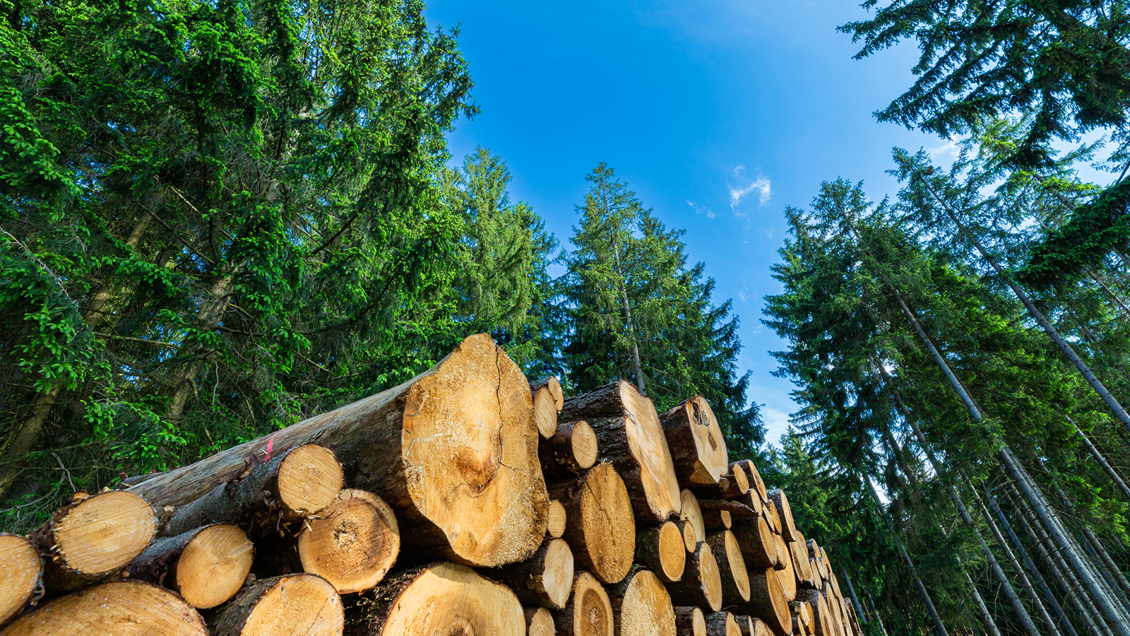 Senate Panel Passes NAHB-Backed Forestry Bill | NAHB