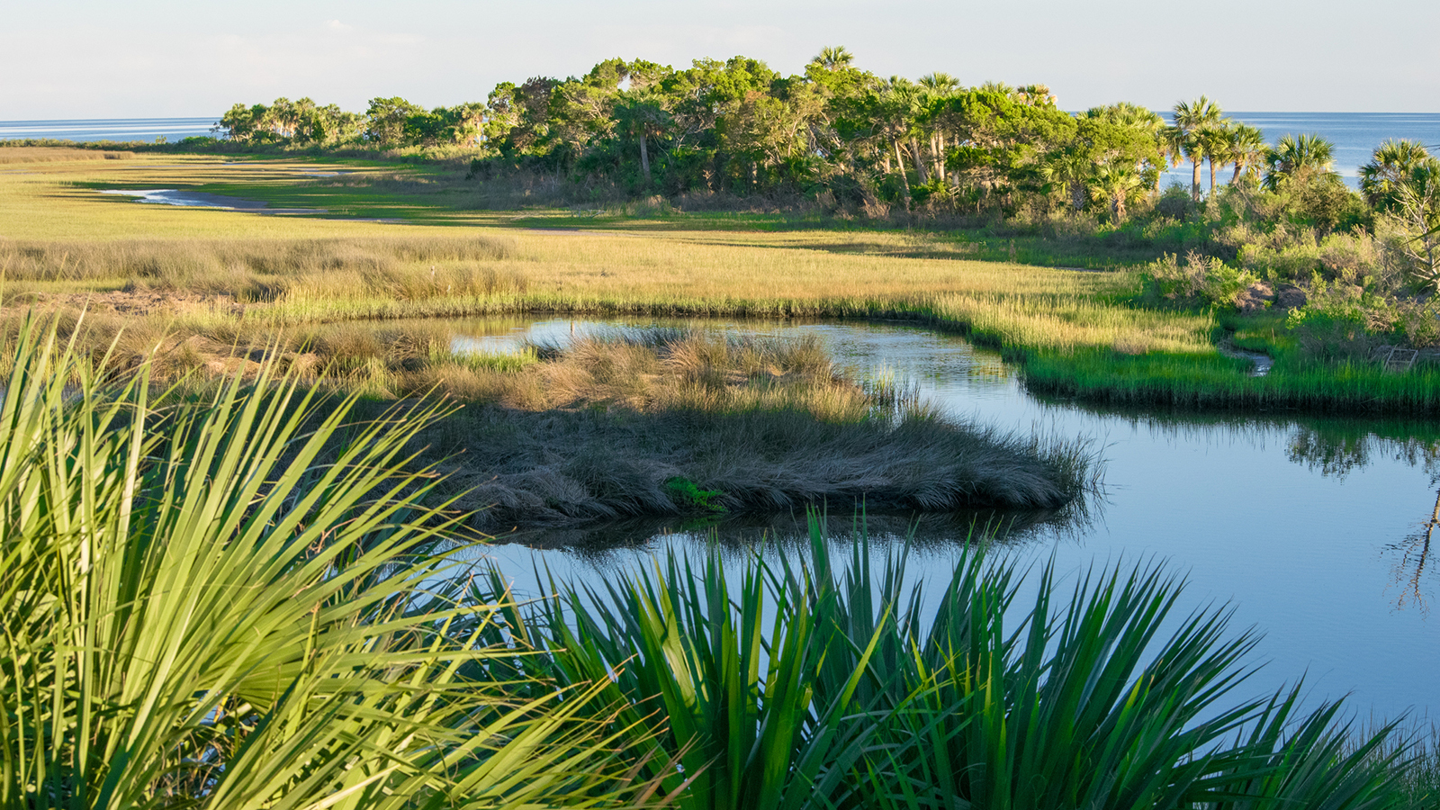 Army Corps of Engineers Releases Updated National Wetland Plant List | NAHB Army Corps of Engineers Releases Updated National Wetland Plant List | NAHB